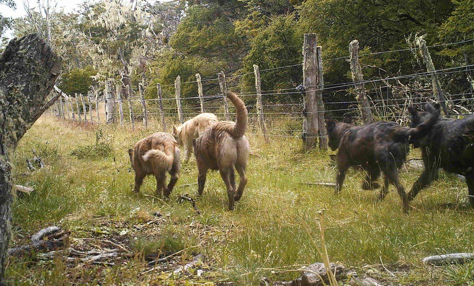 Siguen las reuniones para tratar la problemática de los perros ... Siguen las reuniones para tratar la problemática de los perros ...