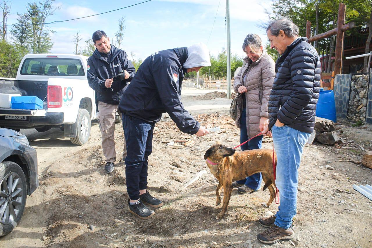 Se redujo en casi un 50% la presencia de perros sueltos - Tiempo Fueguino Se redujo en casi un 50% la presencia de perros sueltos - Tiempo Fueguino
