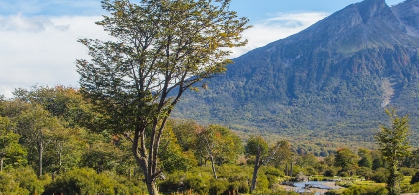 Experta del CADIC consideró crucial preservar el bosque en Ushuaia ...